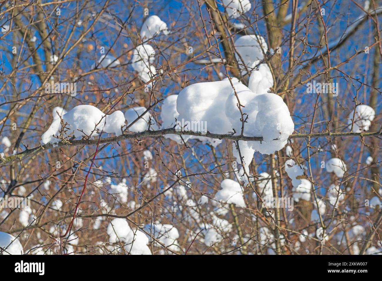 Snow Puffs Suspended in Tree Branches in the Paul Douglas Preserve in ...