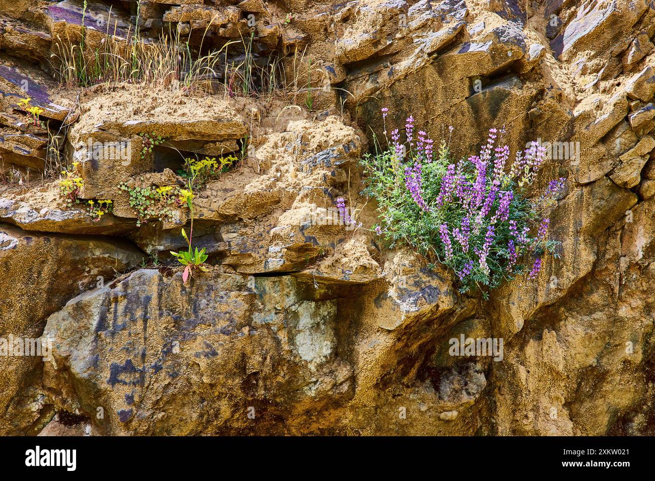 Wildflowers and Rocky Cliff Close-Up with Textured Details Stock Photo ...