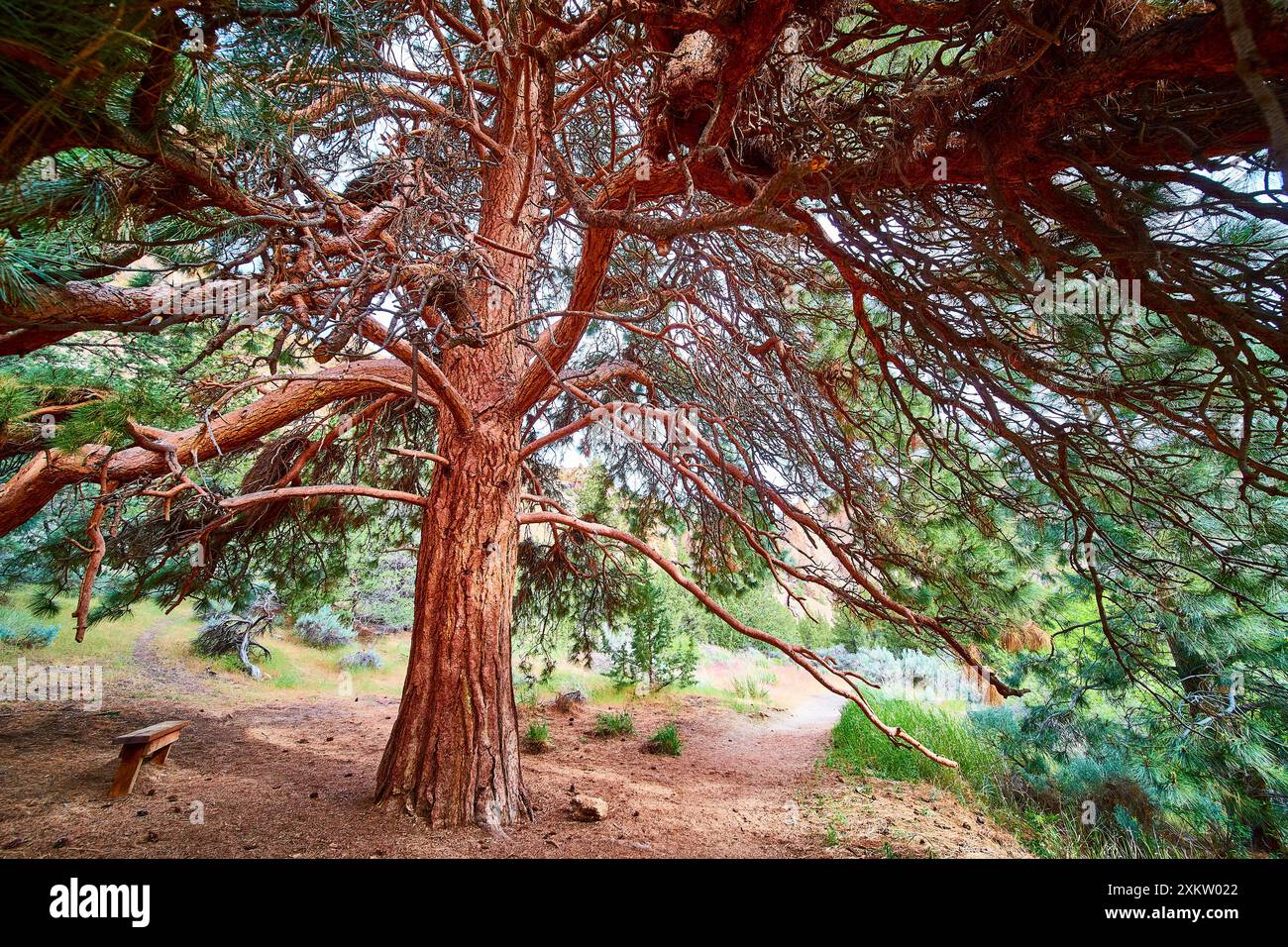 Majestic Pine Tree Canopy Over Serene Forest Path Eye-Level View Stock ...