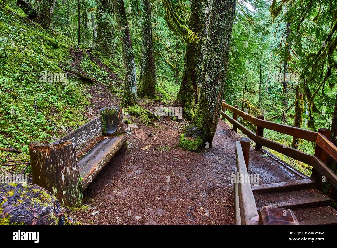 Lush Forest Trail with Moss-Covered Bench Eye-Level Perspective Stock ...