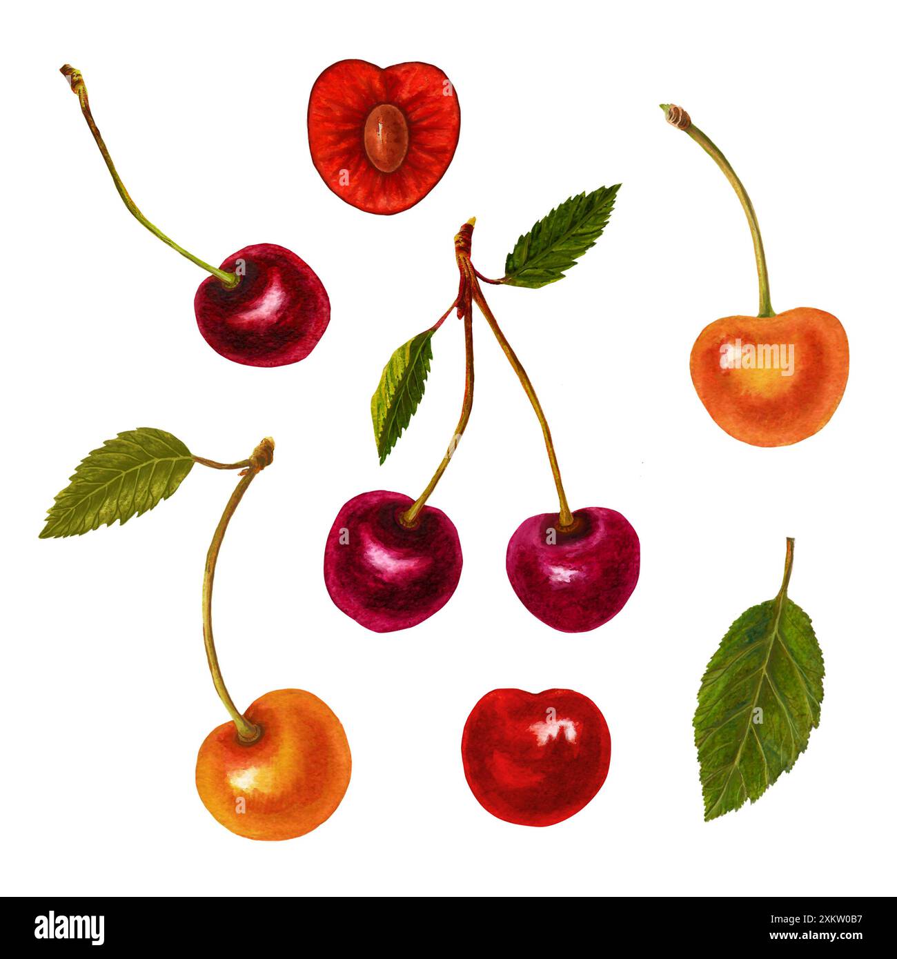 Fresh ripe cherry with leaves elements set. Watercolor hand drawn ...