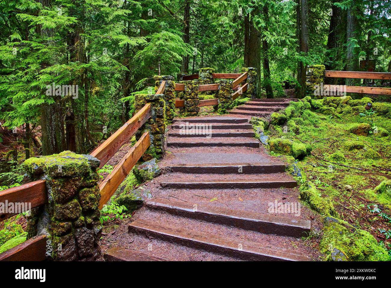 Evergreen Forest Pathway with Stone Steps Eye Level Perspective Stock ...