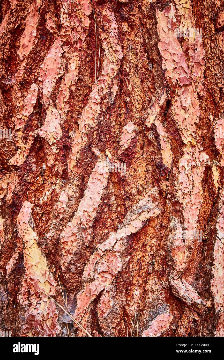Pine Tree Bark Texture Close-Up at Eye Level Stock Photo - Alamy