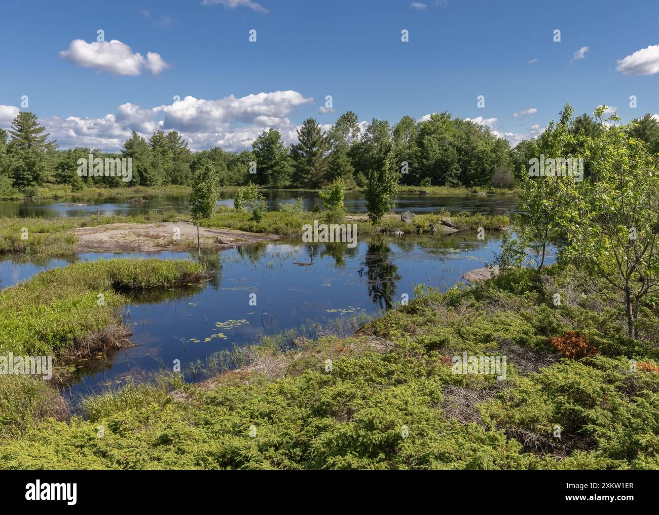 Precambrian rock and diverse plants around a bog at Torrance Barrens ...
