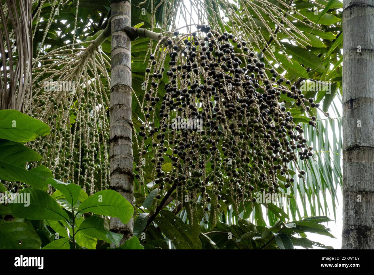 Amazon Rainforest Fruit Trees