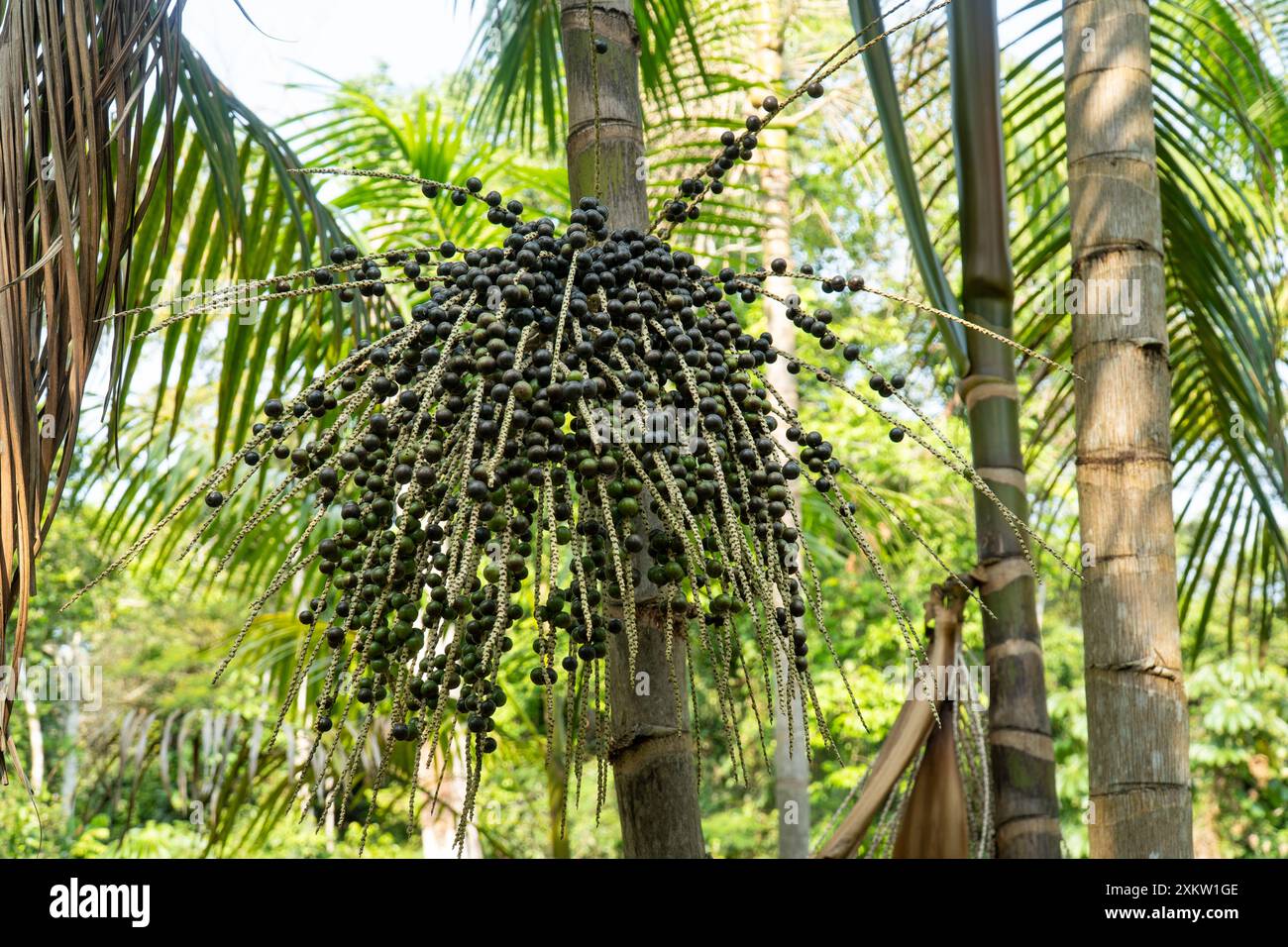 Beautiful fresh acai berry fruit bunch at farm in amazon rainforest ...
