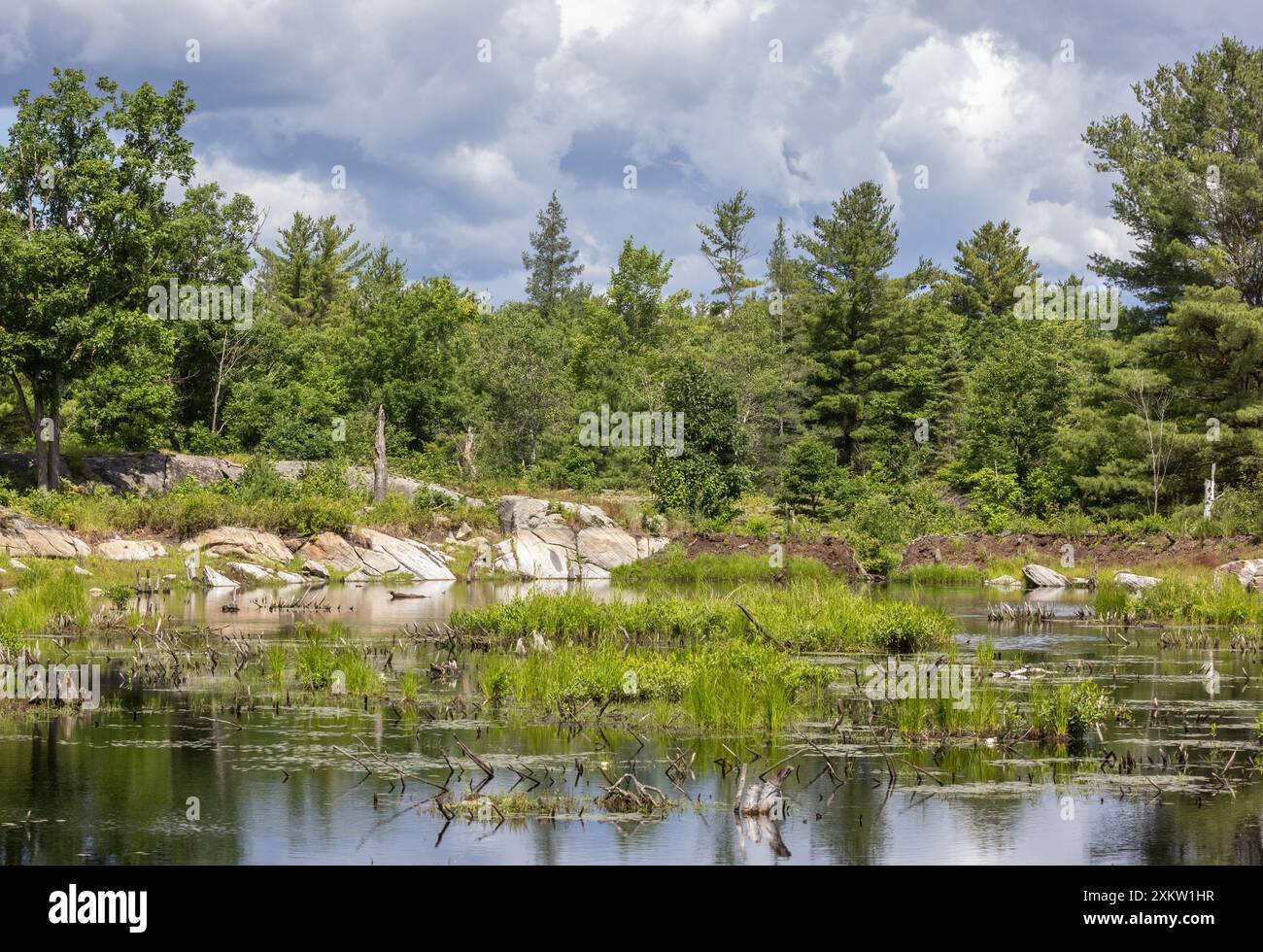 Precambrian rock and diverse plants around a bog at Torrance Barrens ...