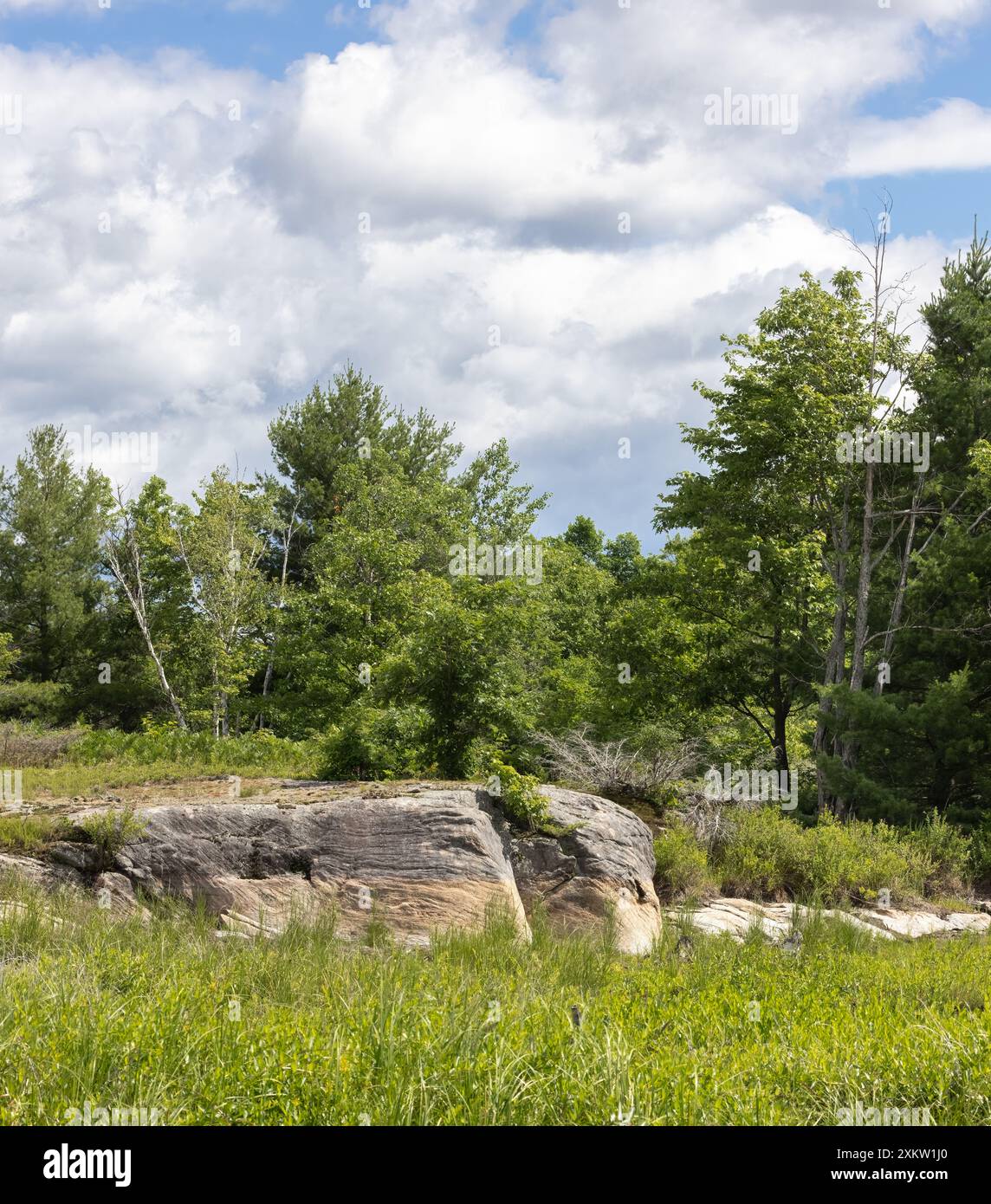 Precambrian rock and diverse plants around a bog at Torrance Barrens ...