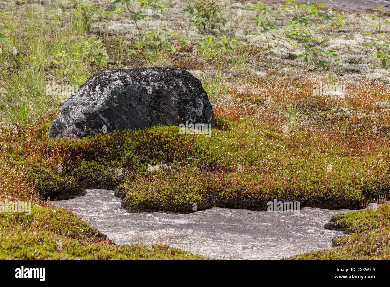 Diverse lichen and moss and large erratic rock on Precambrian Shield in ...