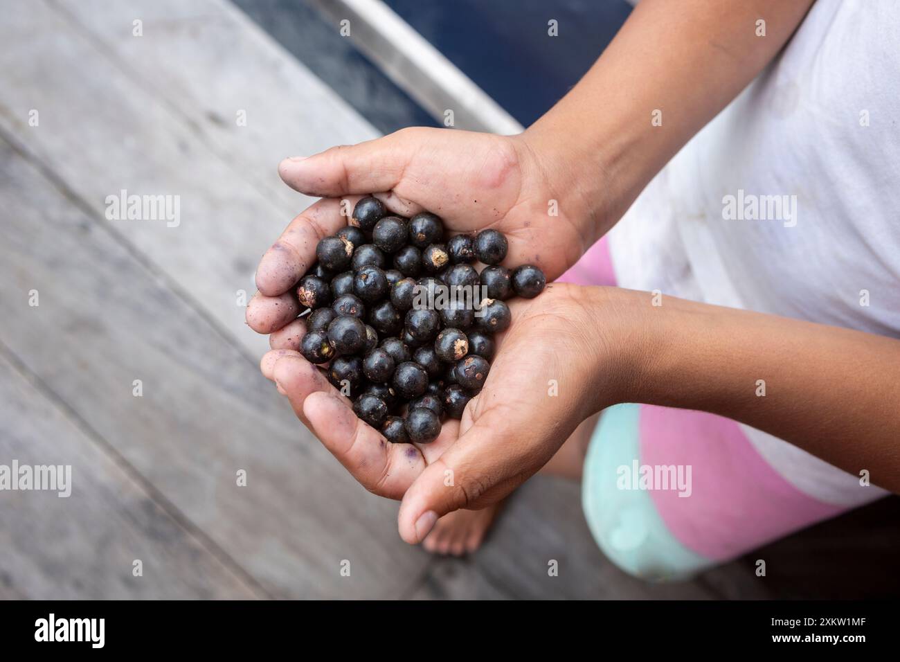 Farmer hand holding fresh acai berry fruits in a farm in the amazon ...