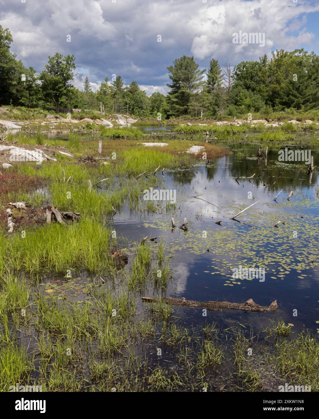 Precambrian rock and diverse plants around a bog at Torrance Barrens ...