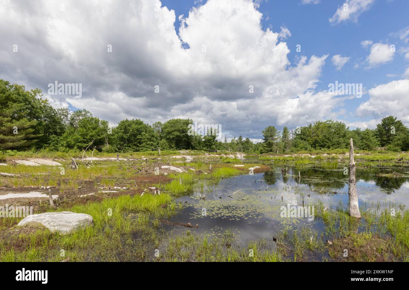 Precambrian rock and diverse plants around a bog at Torrance Barrens ...