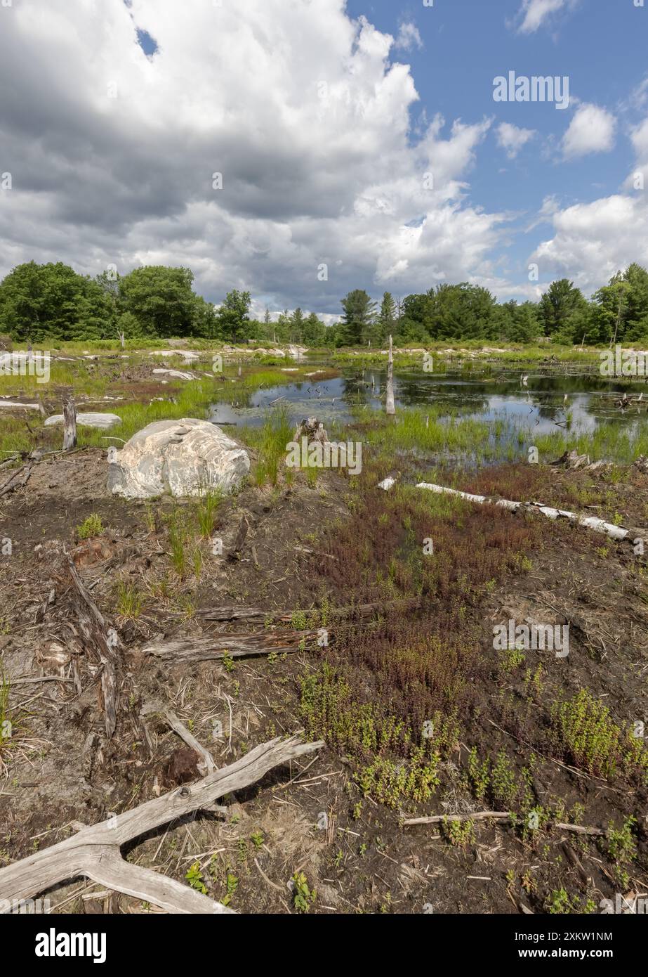Precambrian rock and diverse plants around a bog at Torrance Barrens ...