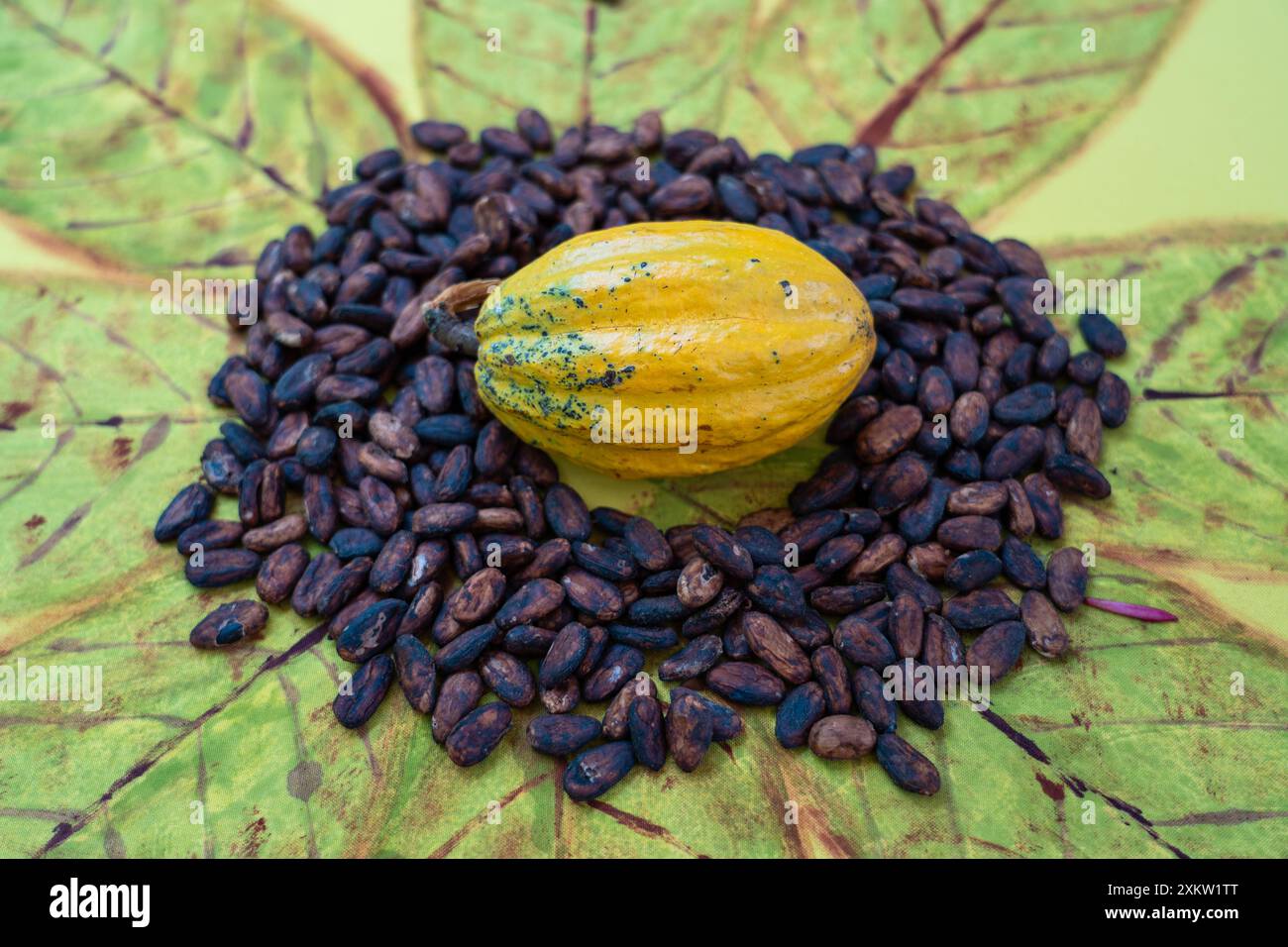 Cocoa farming amazon rainforest hi-res stock photography and images - Alamy