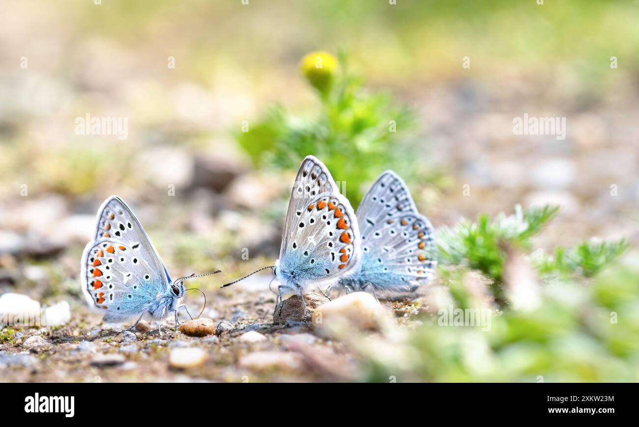 Macro-photography of three common blue butterflies (Polyommatus Icarus ...