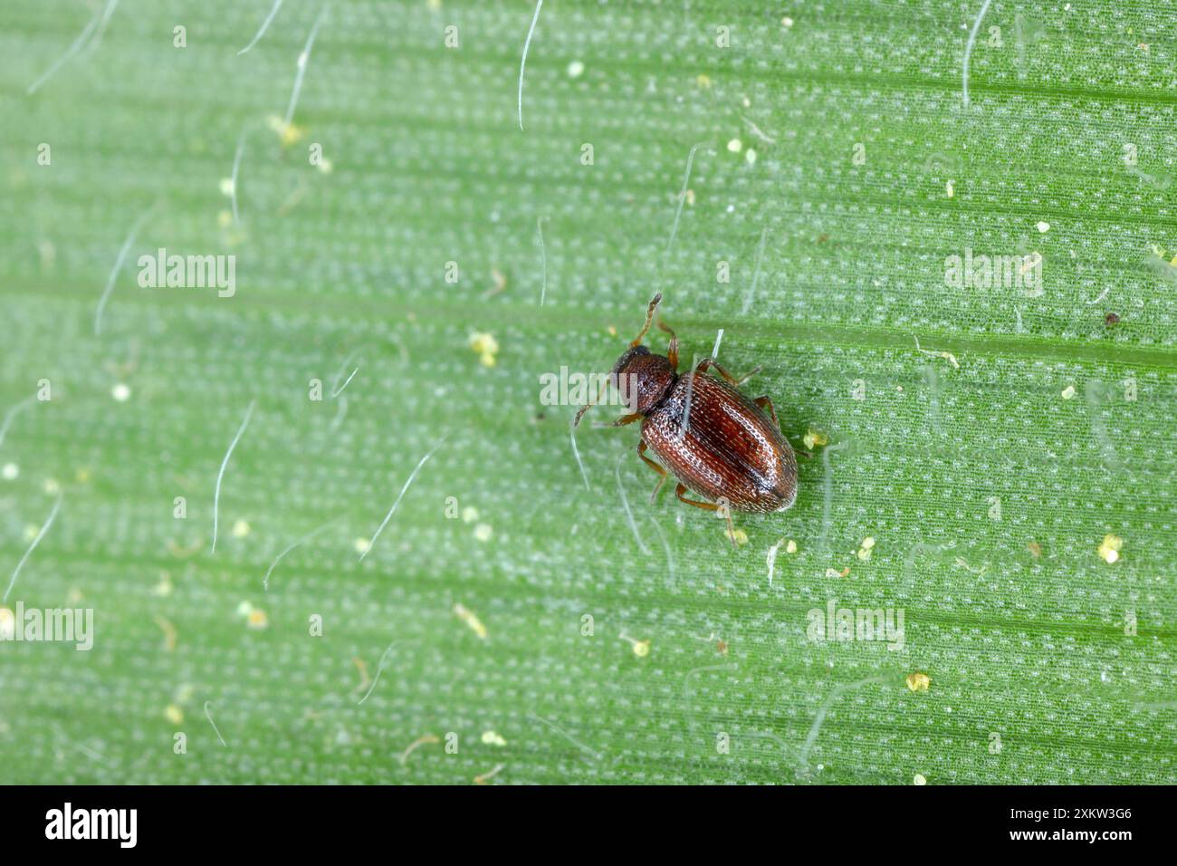 Tiny minute brown scavenger beetle Latridiidae on a corn leaf. High ...