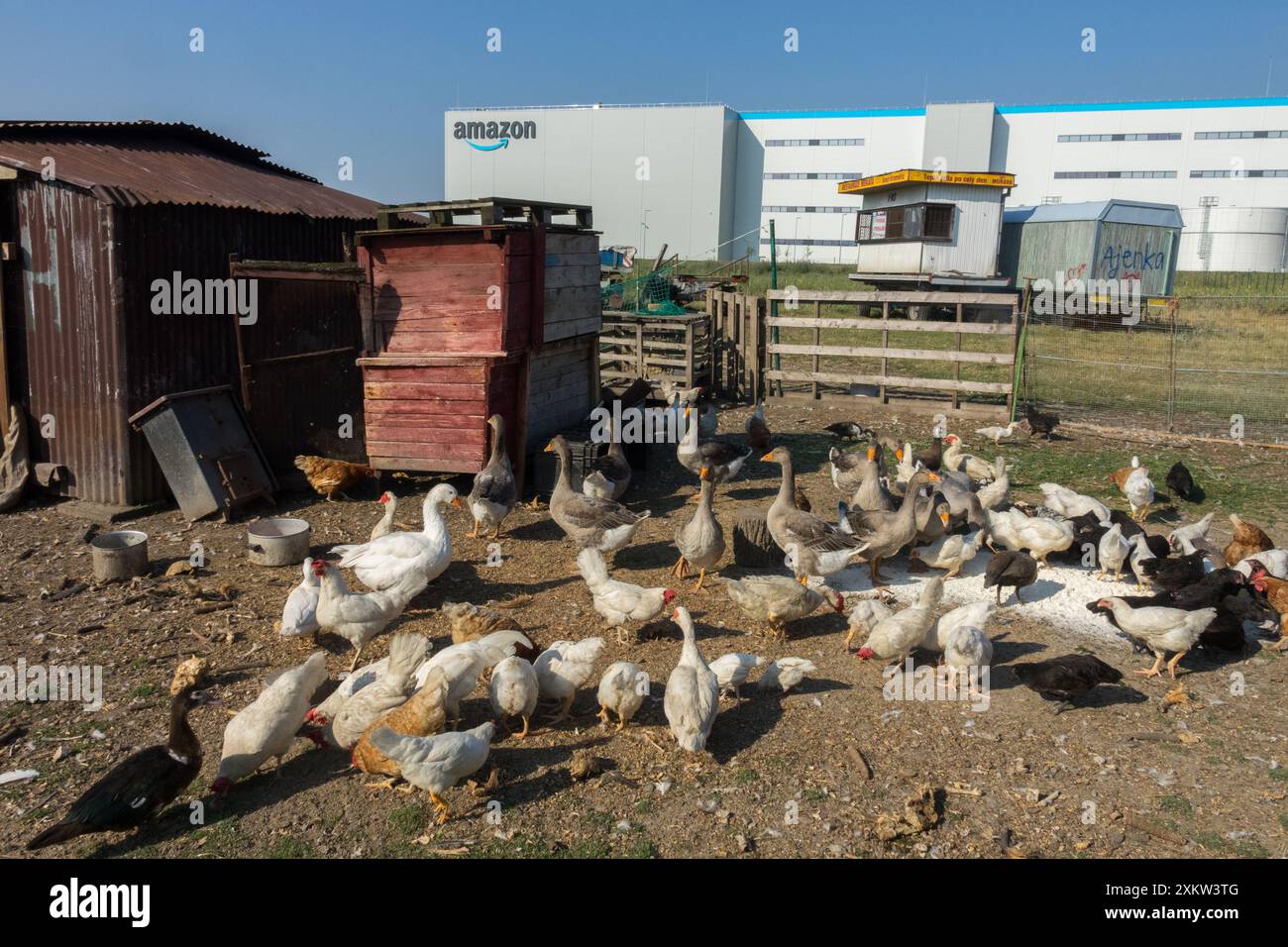 Small Farm Yard, Breeding Poultry, Chicken Hens Ducks Geese at Amazon ...