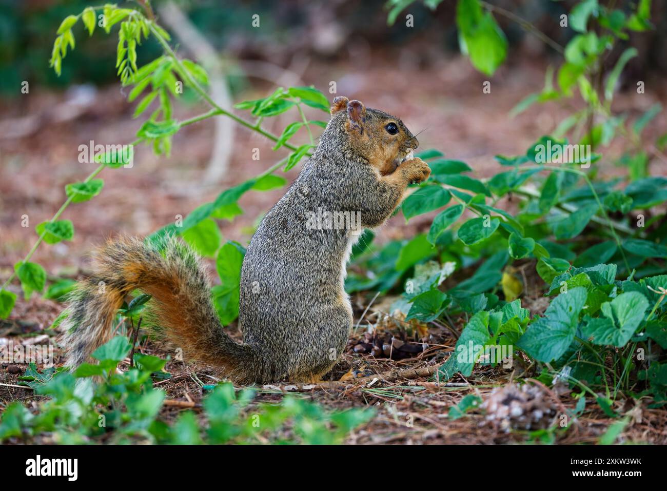 The fox squirrel (Sciurus niger), also known as the eastern fox squirrel or Bryant's fox ...
