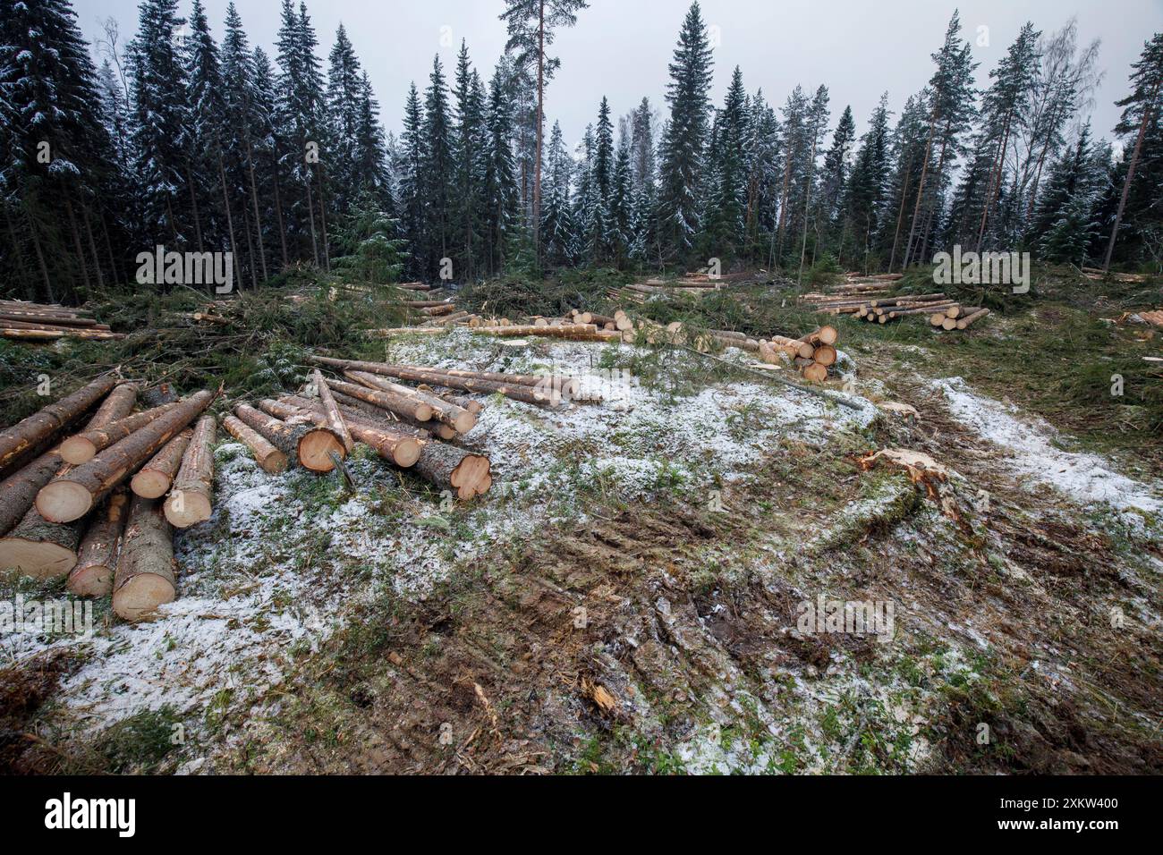 Clear cutting area and fir tree logs at European Finnish spruce forest ...