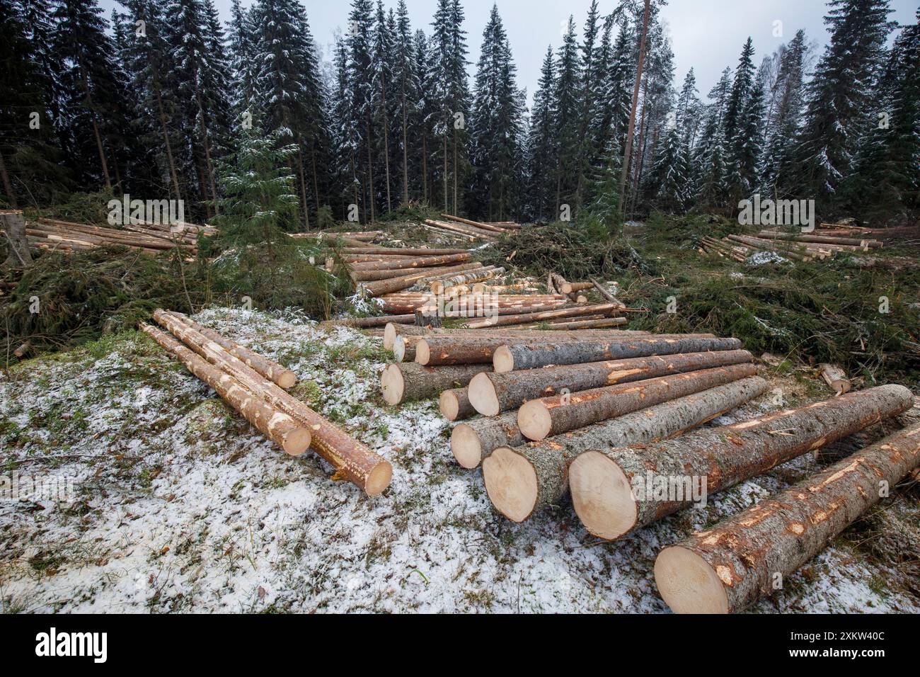 Clear cutting area and fir tree logs at European spruce forest (picea ...