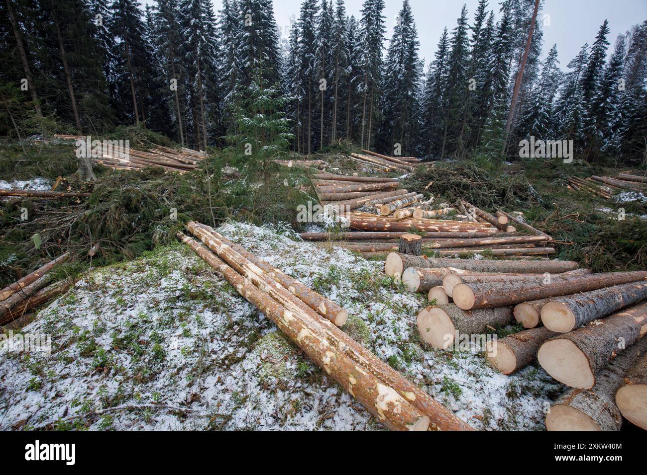 Clear cutting area and fir tree logs at European Finnish spruce forest ...