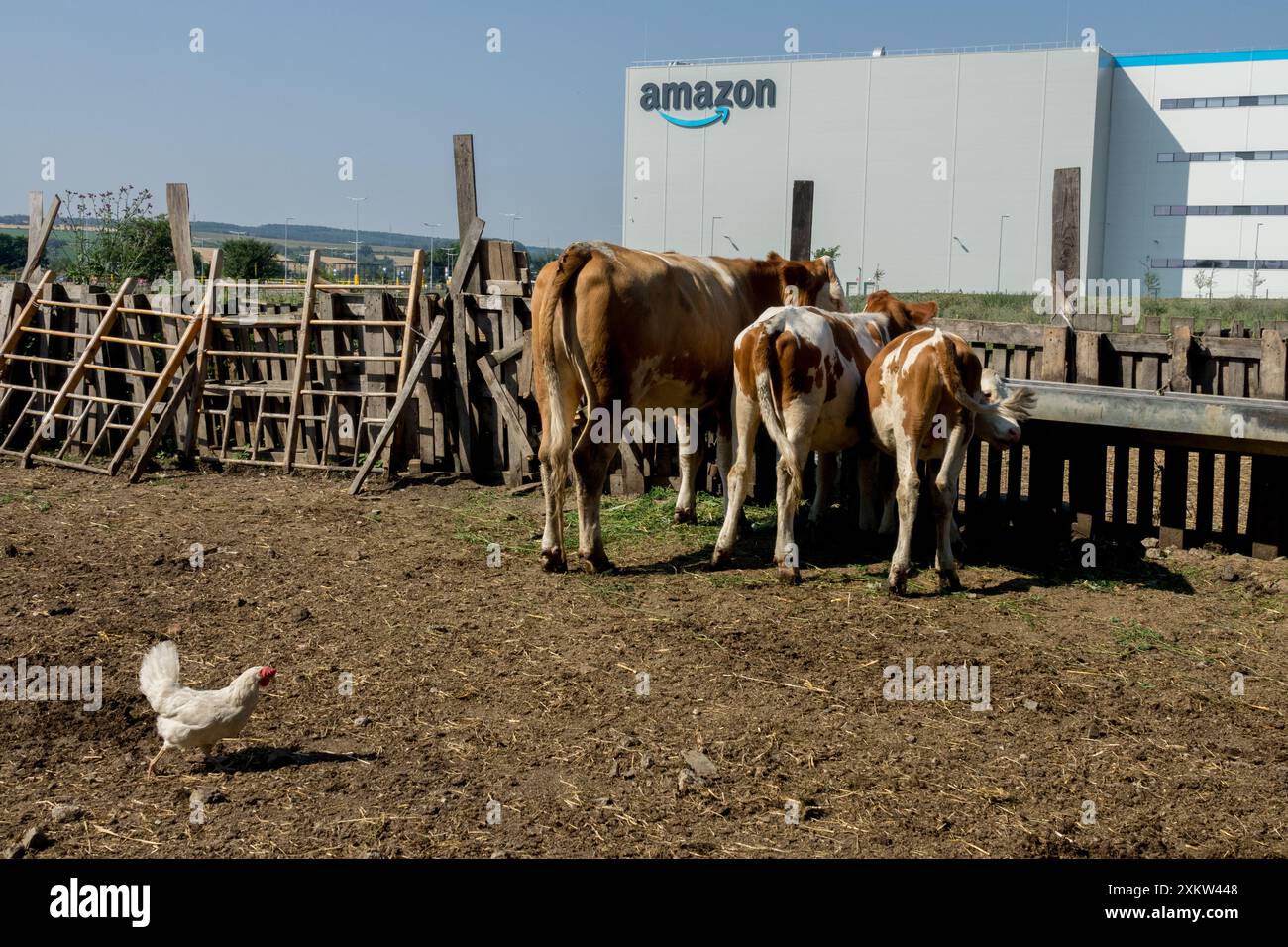 Cows in a small farm yard and hen warehouse background Stock Photo - Alamy