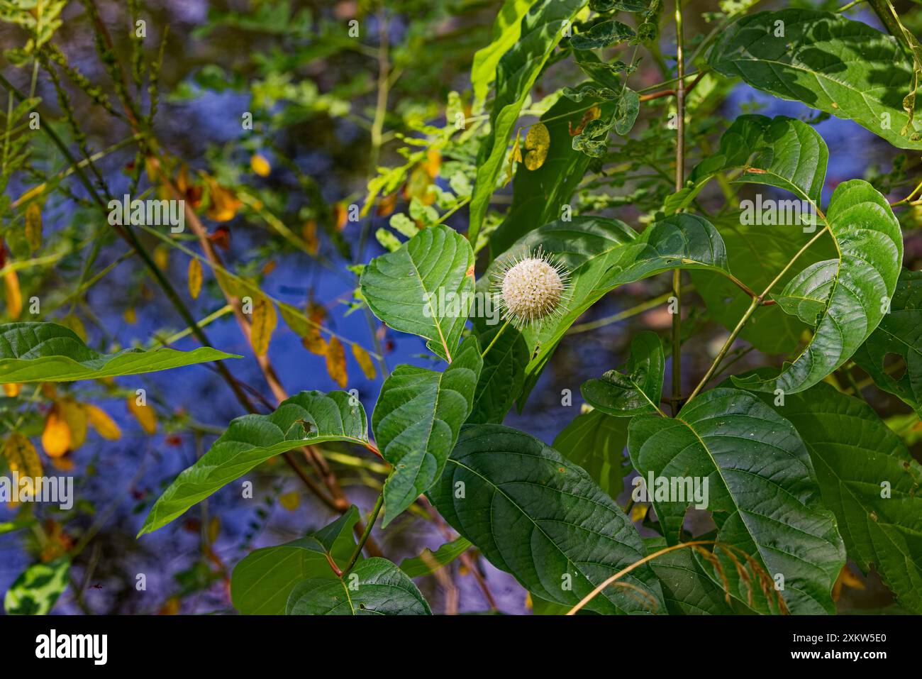 Buttonbush (Cephalanthus occidentalis) in the Ohio. Natural scene from state forest Stock Photo ...