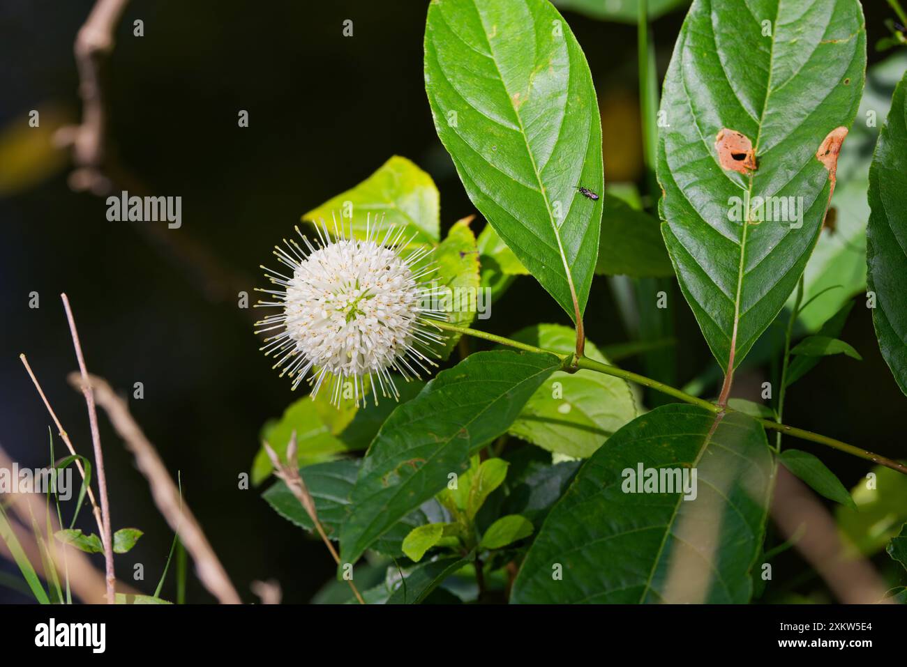 Buttonbush (Cephalanthus occidentalis) in the Ohio. Natural scene from state forest Stock Photo ...