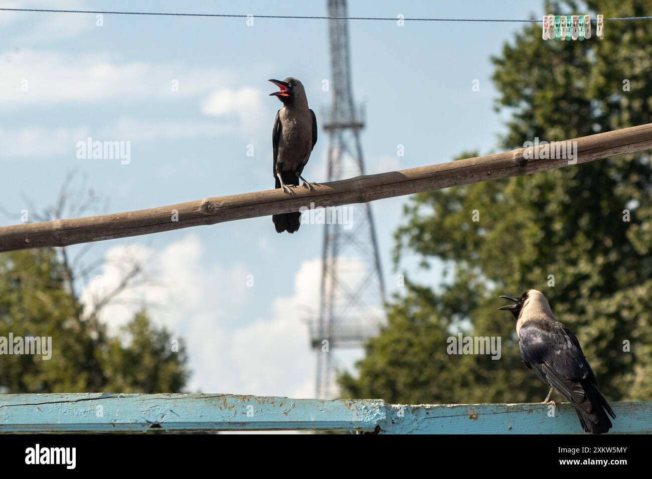 Crows are seen with open beaks on a hot summer day in Srinagar, the ...