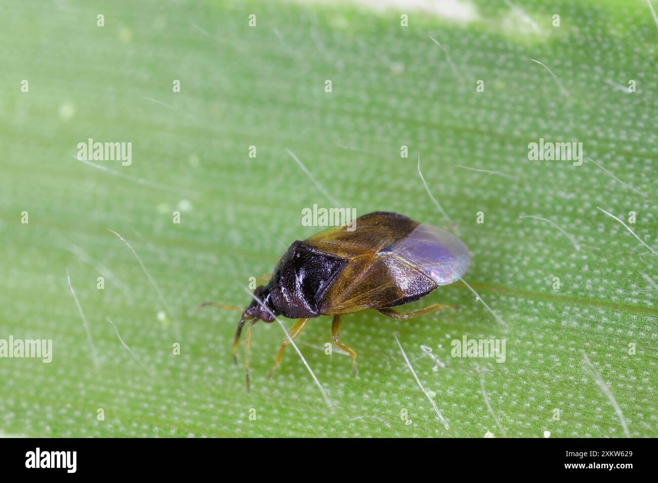 Minute pirate bugs or called flower bugs (Anthocoridae) from genus ...