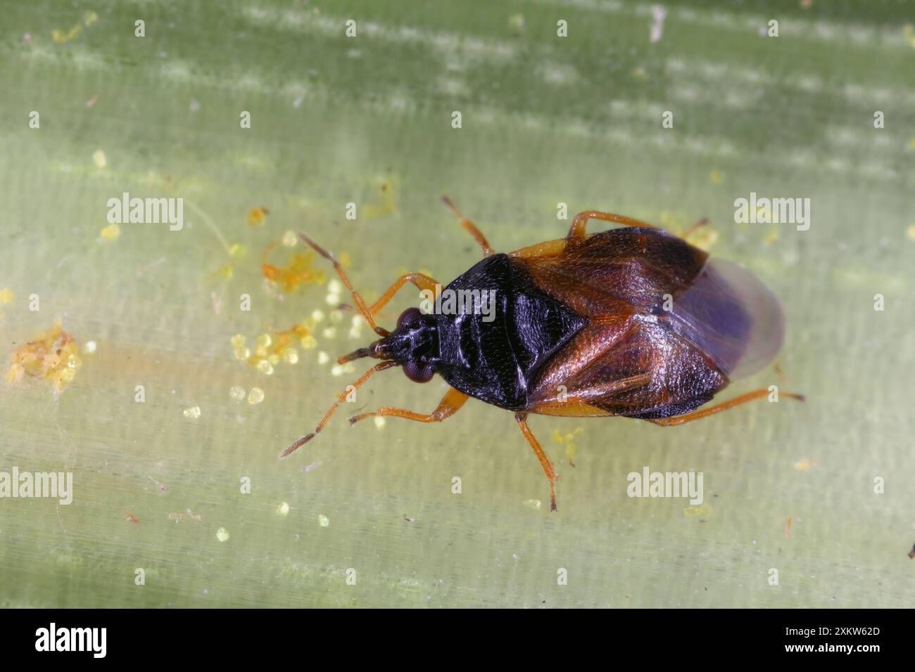 Minute pirate bugs or called flower bugs (Anthocoridae) from genus ...