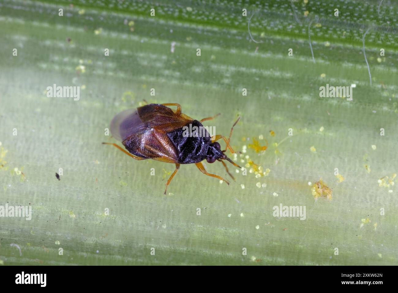Minute pirate bugs or called flower bugs (Anthocoridae) from genus ...