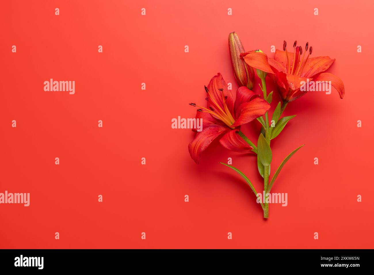 Red lily flowers set against a striking red background, showcasing ...