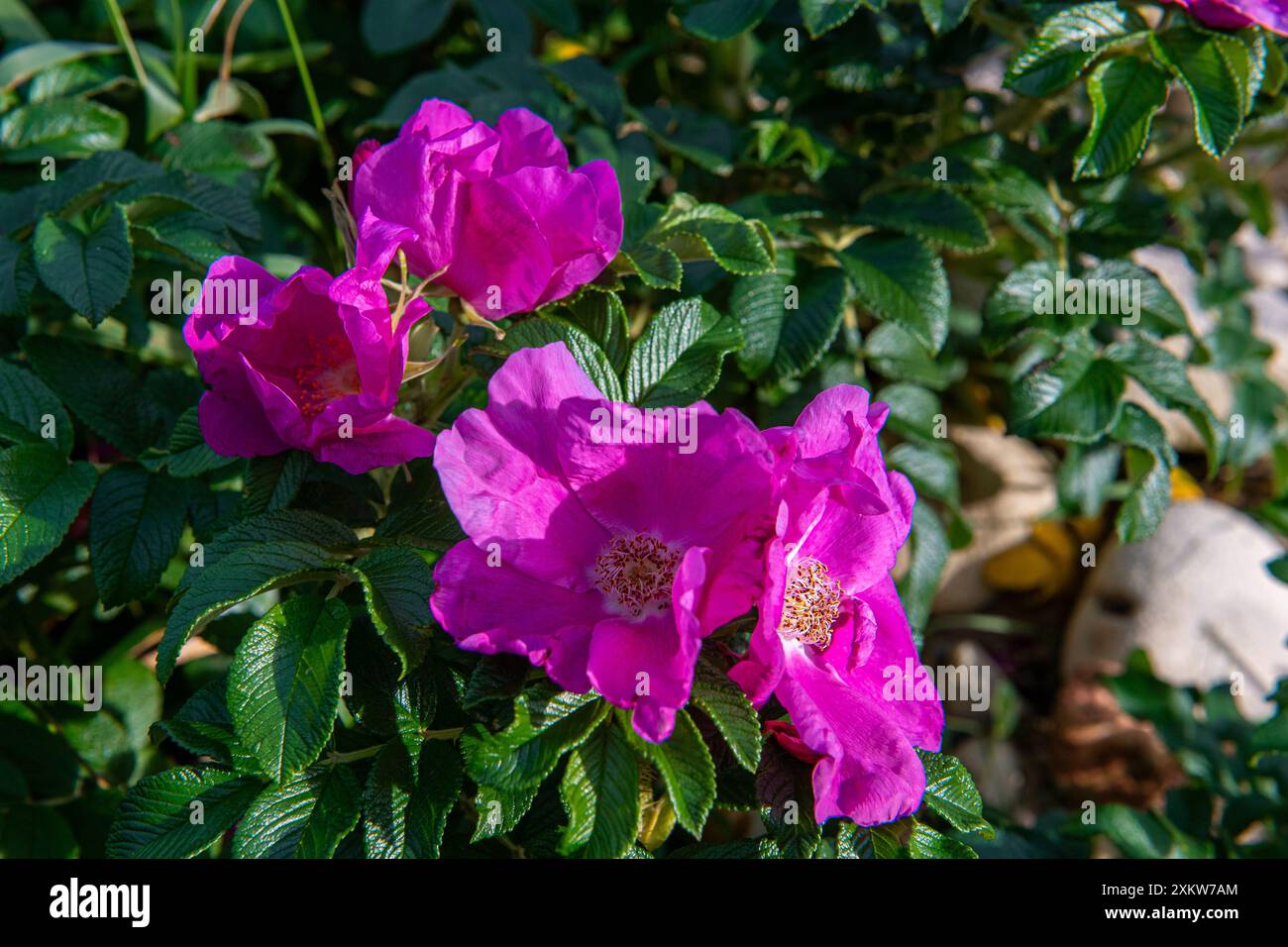 Hartlepool, Stunning view of Hartlepool Headland with its historic ...