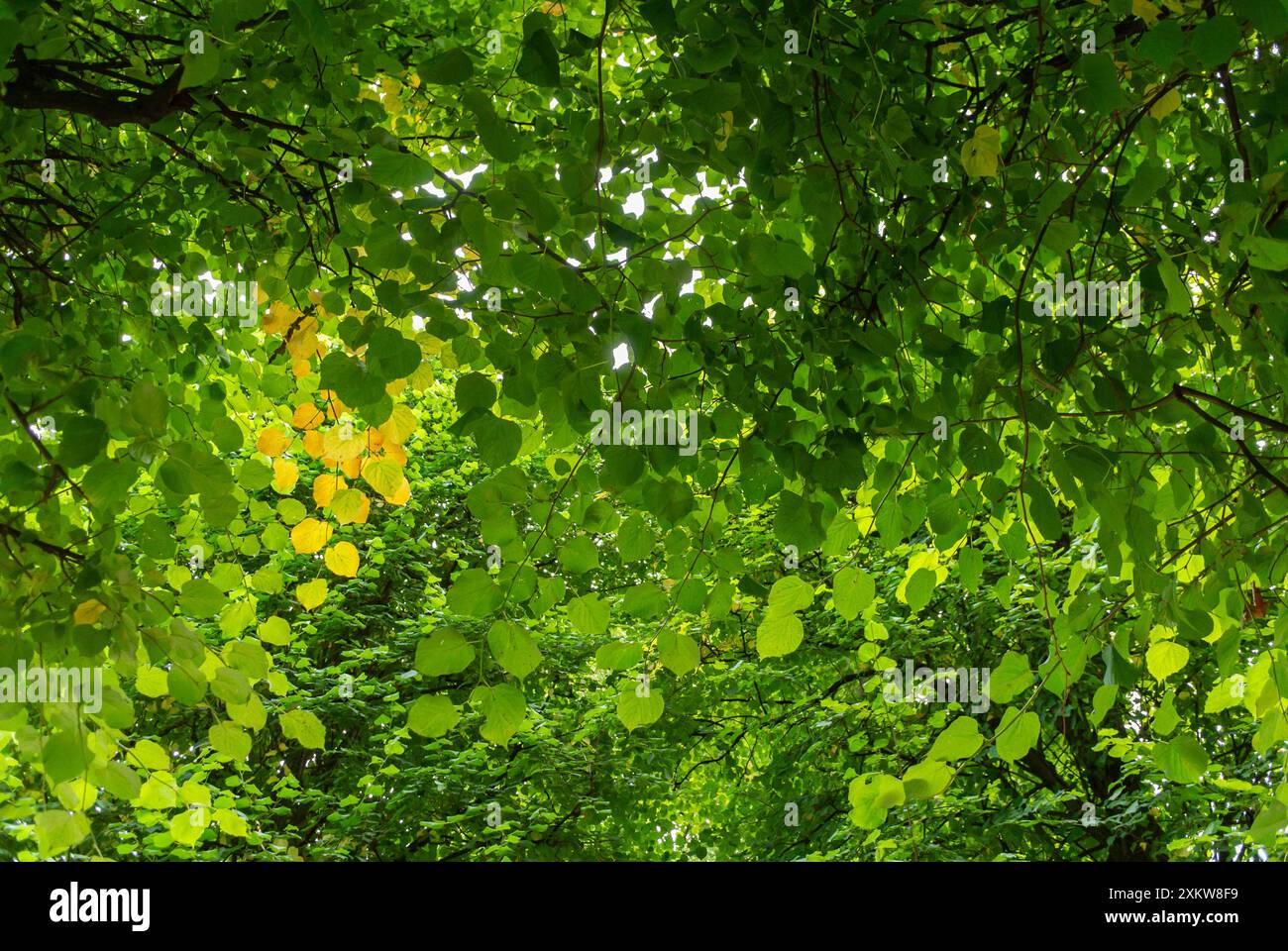 Danish urban tree hi-res stock photography and images - Alamy