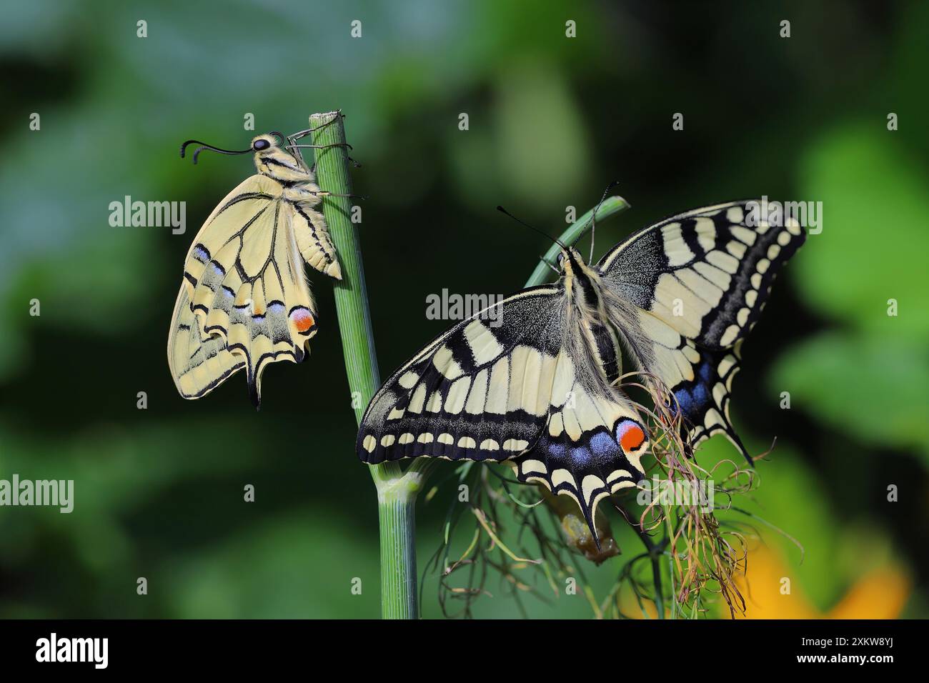 Papilionidae swallowtails hi-res stock photography and images - Alamy
