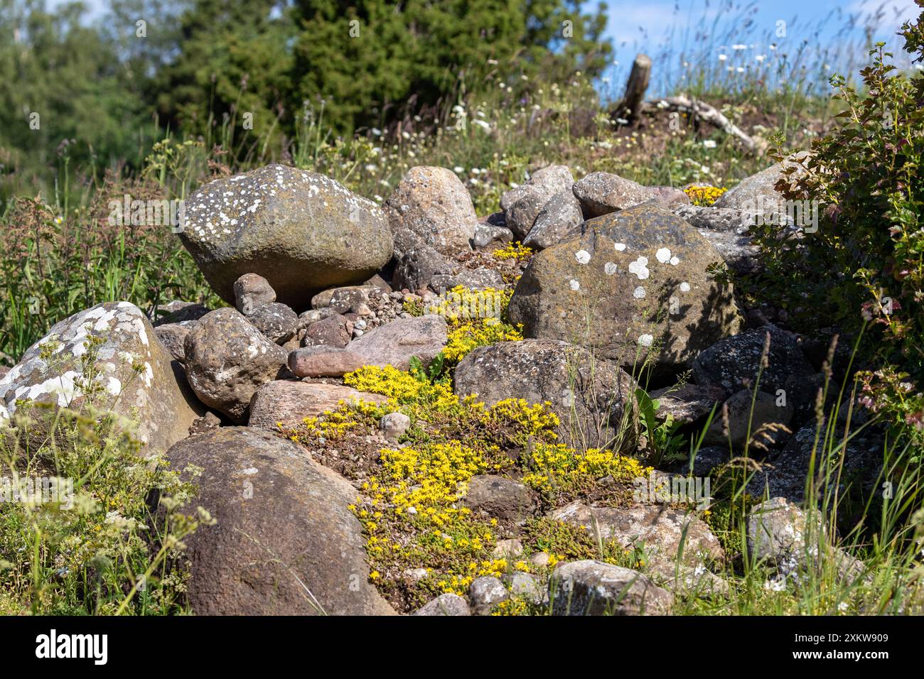 Stone boulders and yellow flowers in Swedish farmland Stock Photo - Alamy