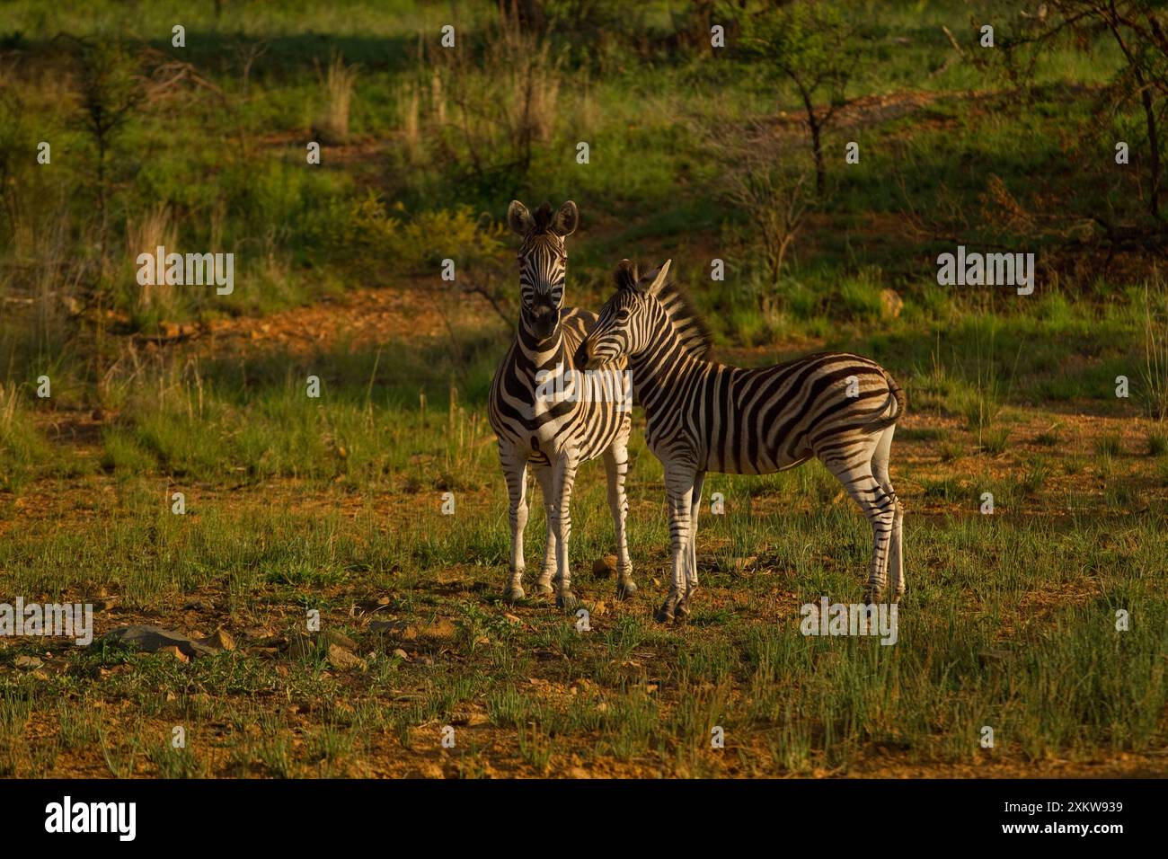 Zebra and tiger hi-res stock photography and images - Alamy