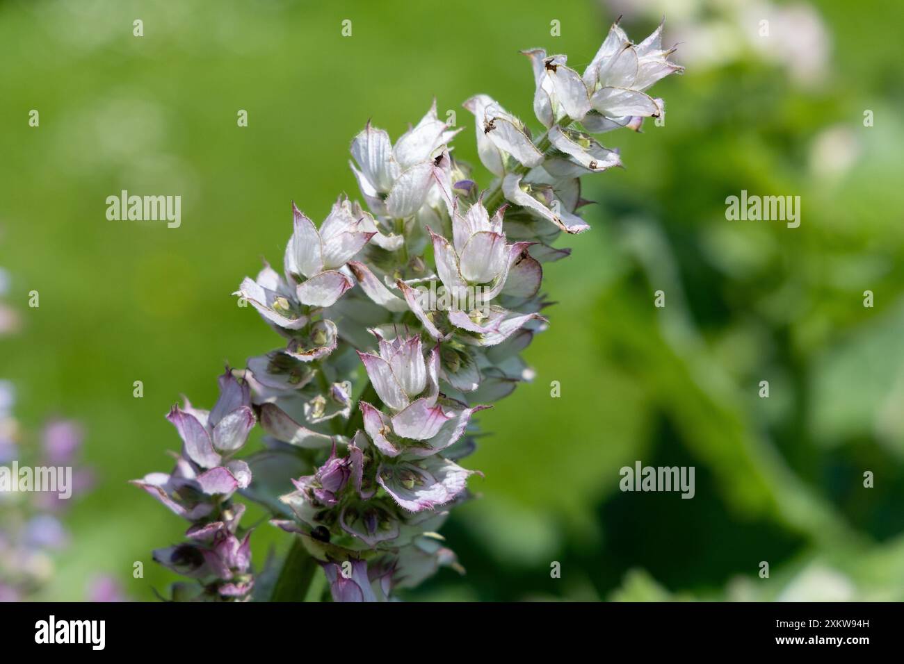 Fresh sage flowers in hi-res stock photography and images - Alamy