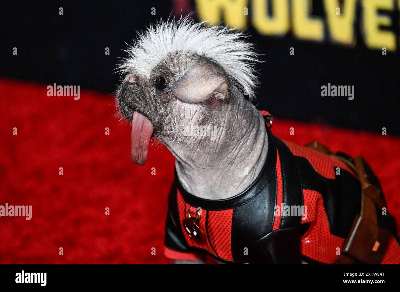 Peggy The Dog attends the world premiere of Marvel Studios' "Deadpool ...