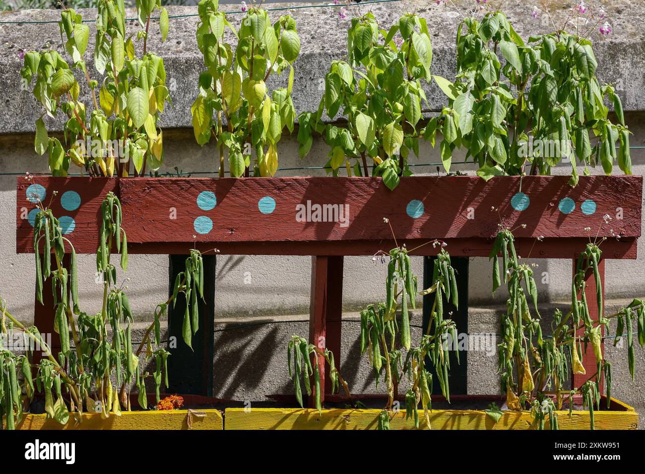 Peas growing in urban farming wooden crate with concrete wall ...