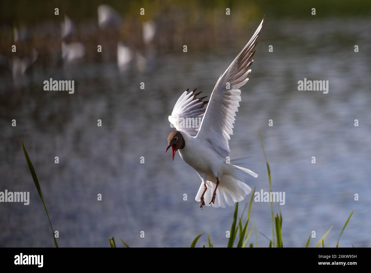 Black headed gull with raised wings and open mouth landing with water ...