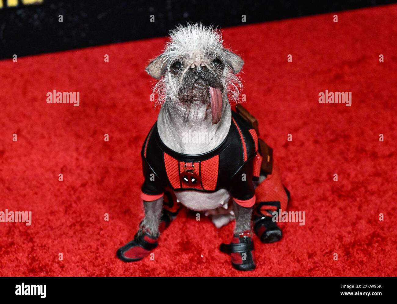 Peggy The Dog attends the world premiere of Marvel Studios' "Deadpool ...
