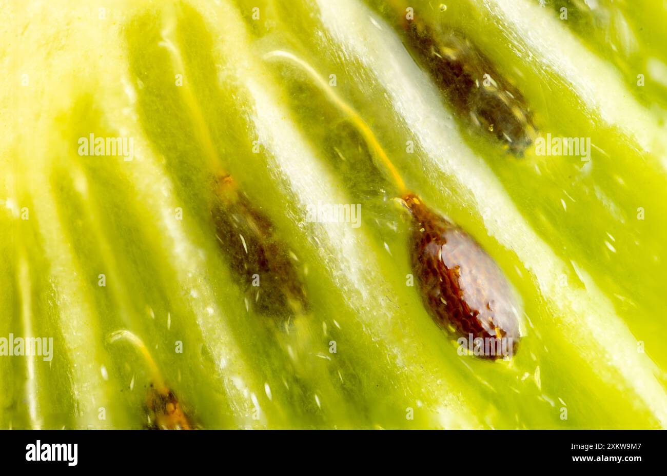 Seed detail hi-res stock photography and images - Alamy