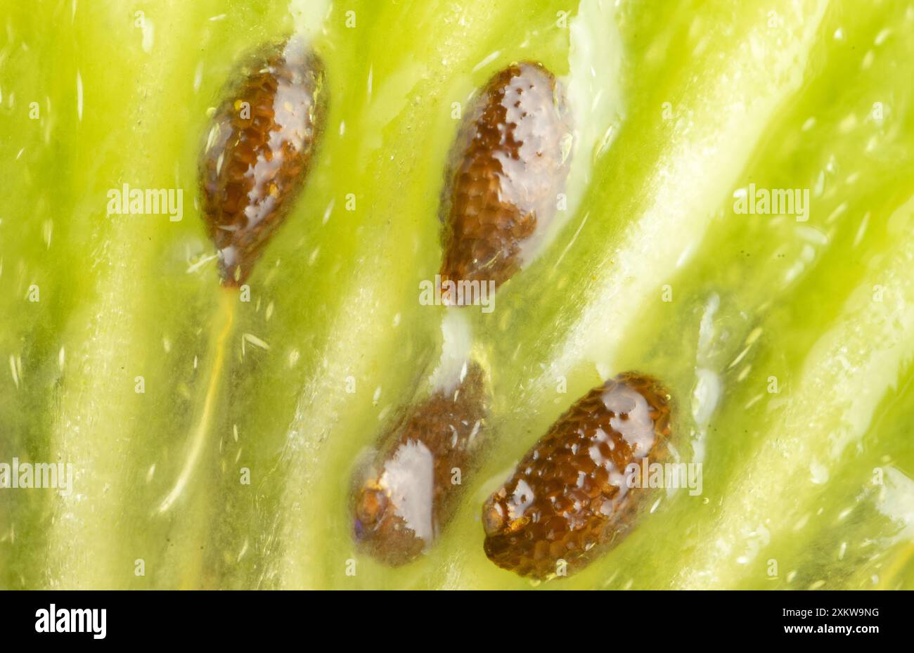 __centrar hi-res stock photography and images - Alamy