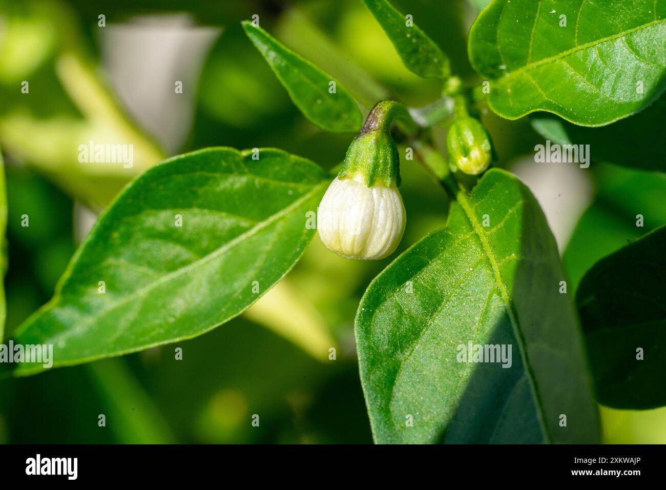 Chilli flower hi-res stock photography and images - Alamy
