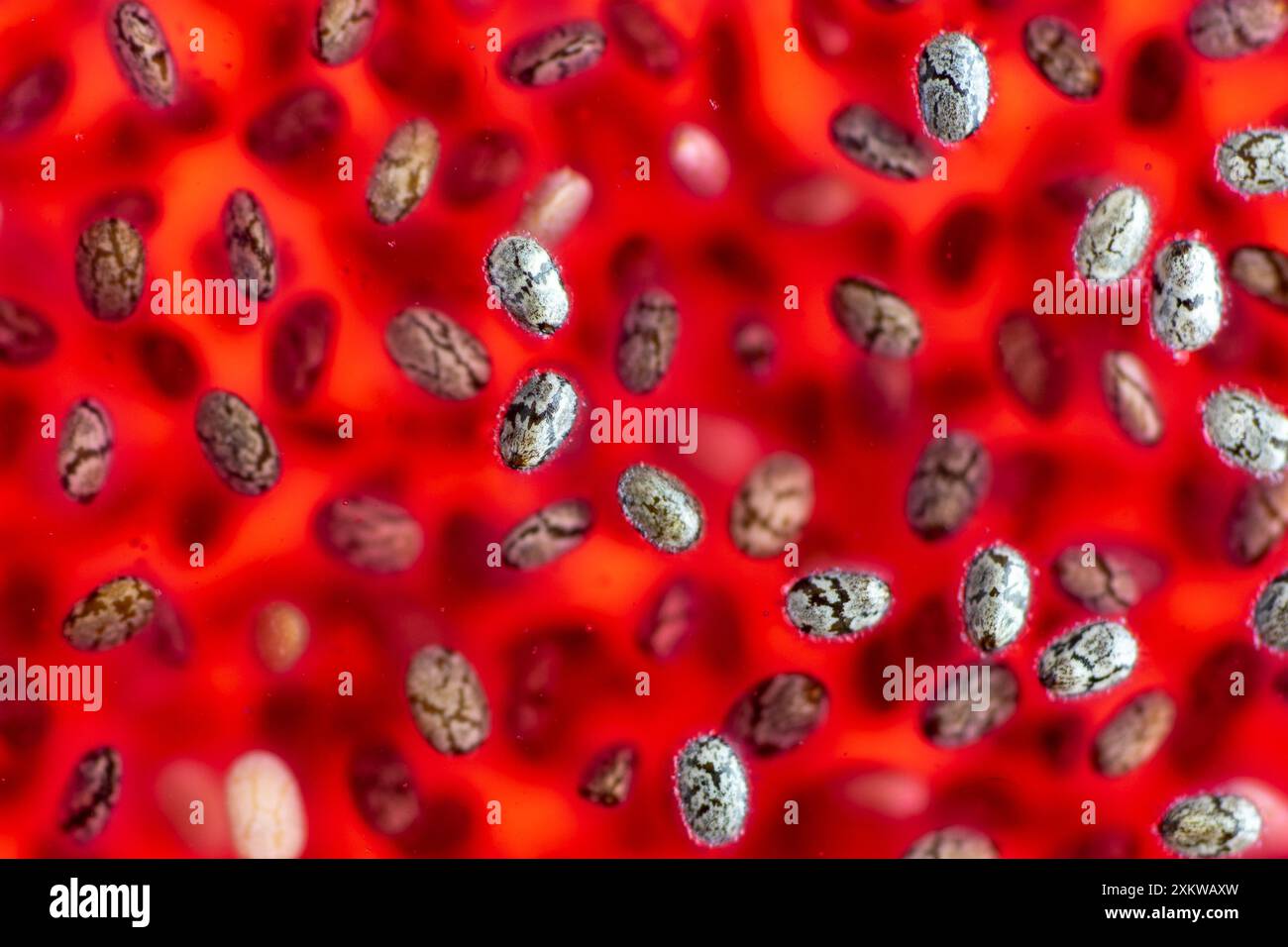Numerous chia seeds hydrated in a red liquid environment scattered in a ...