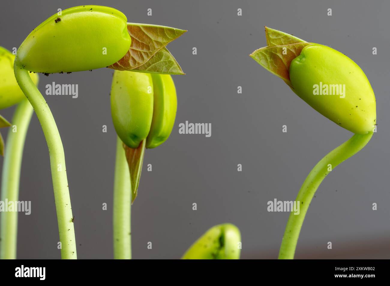 Three heads of beans in the germination process with remnants of land ...