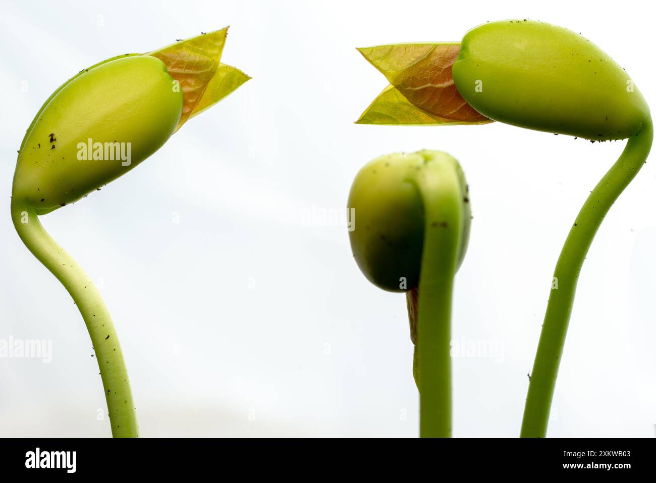 Three heads of beans in the germination process with remnants of land ...