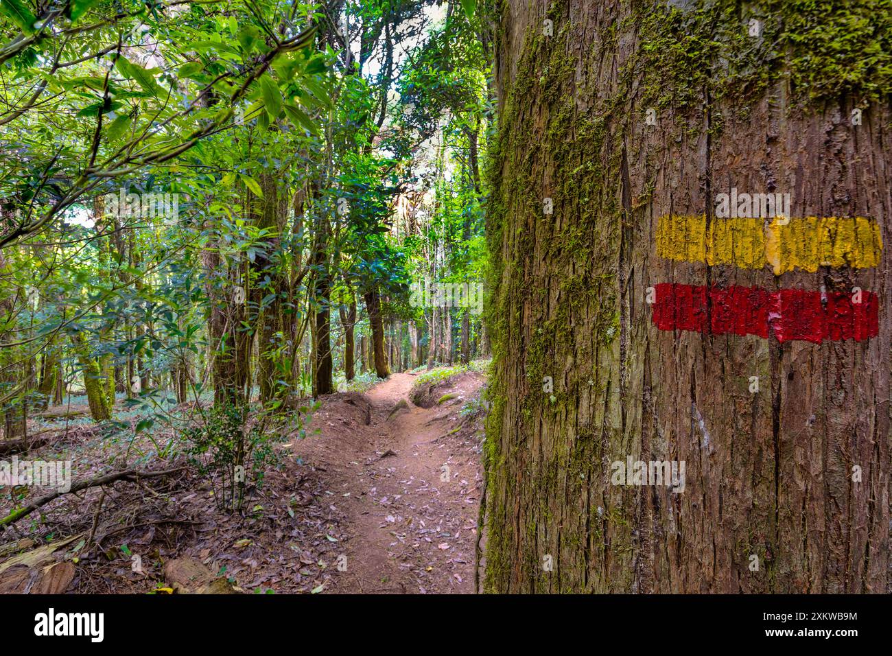 Pedestrian signage for the right path with two red and yellow ...